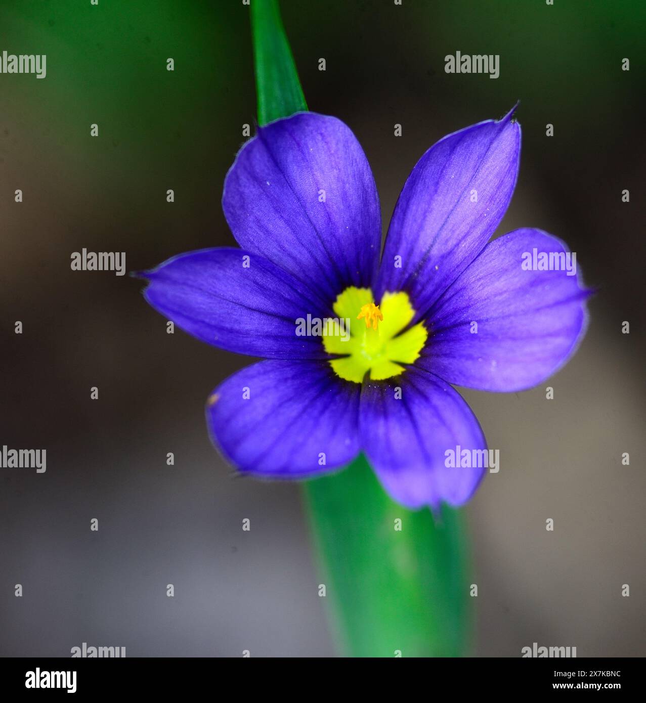 Blue-eyed grass (Sysyrinchium angustifolium Stock Photo - Alamy