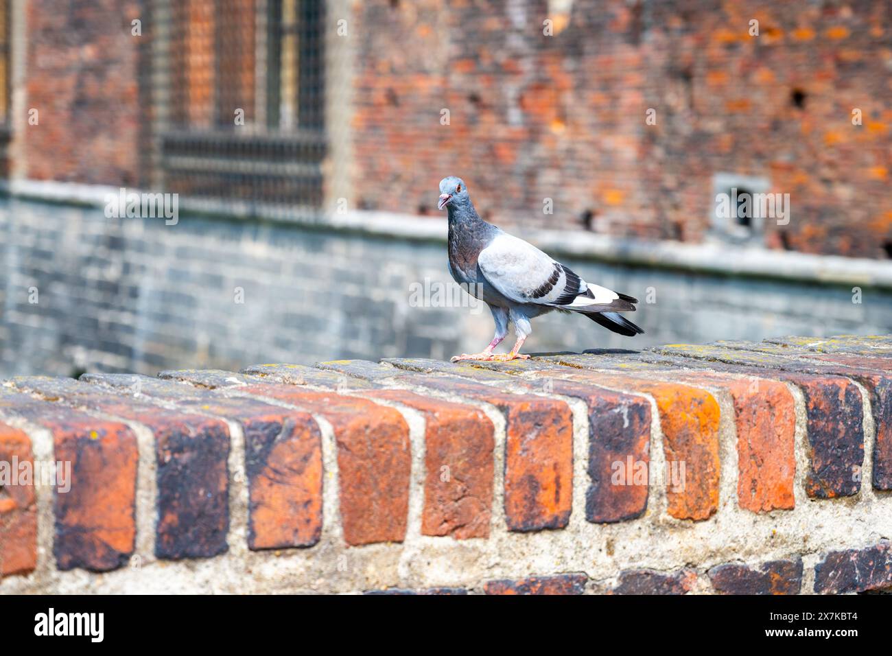 A pigeon with grey and white feathers stands alert on a textured, aged ...