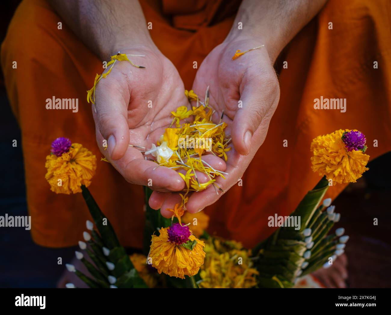 A Thai Buddhist Monk’s hands during a Songkran water blessing ceremony ...