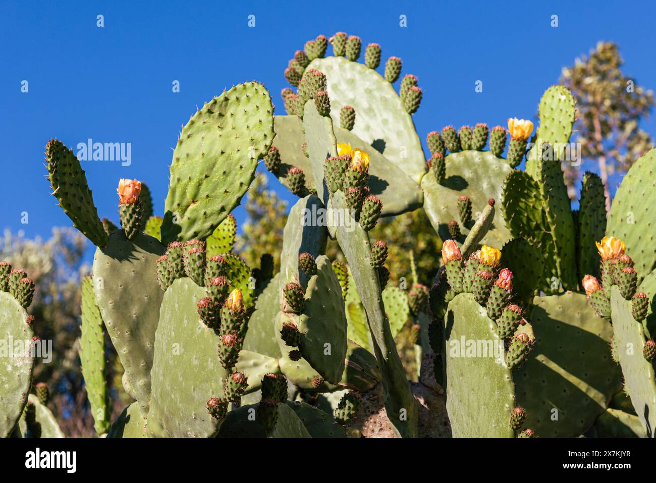 Detalle de una chumbera, opuntia ficus, a finales de primavera con ...