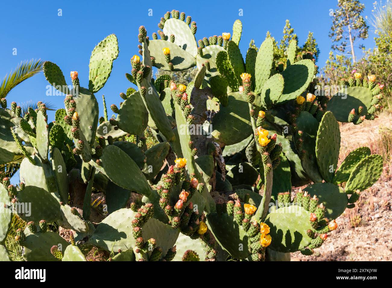 Flores finales hi-res stock photography and images - Alamy