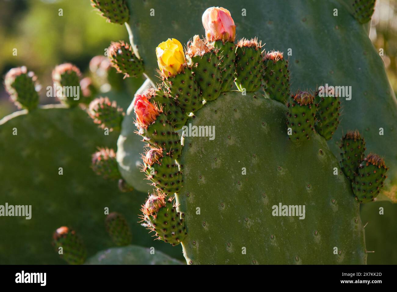 Detalle de una chumbera, opuntia ficus, a finales de primavera con ...