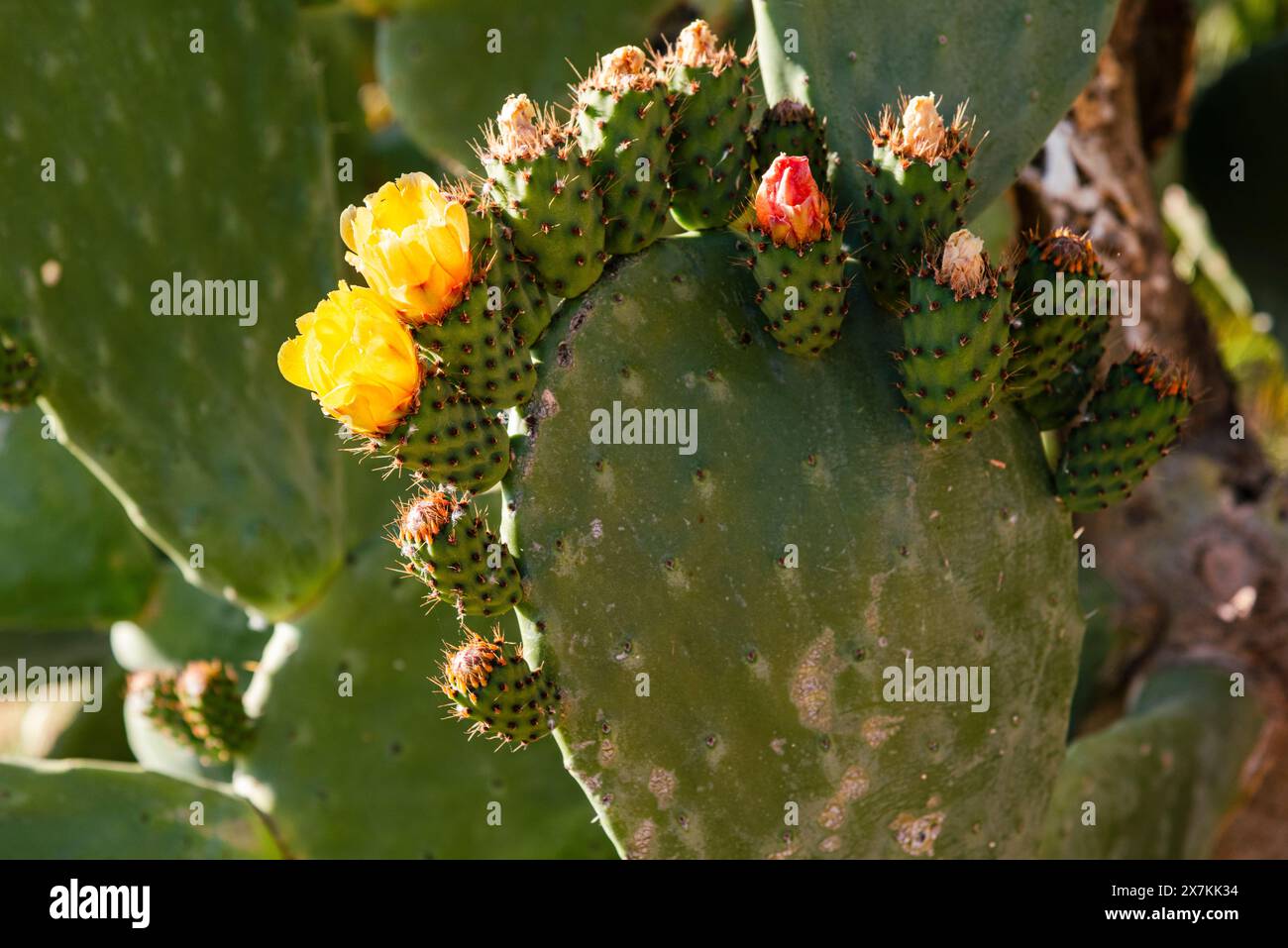 Detalle de una chumbera, opuntia ficus, a finales de primavera con ...