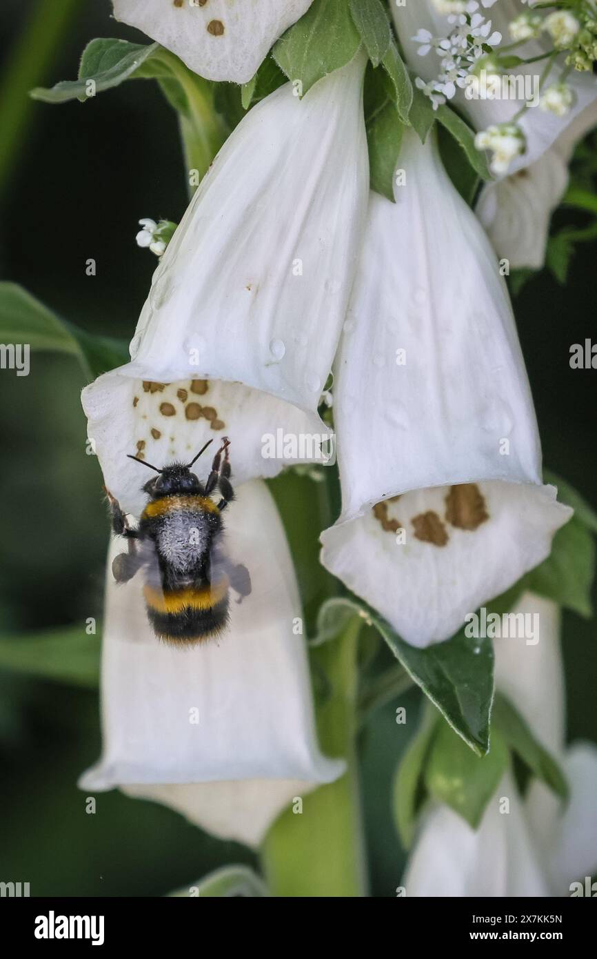 London, UK. 20th May, 2024. A bee buzzes in a flower on World Bee Day ...