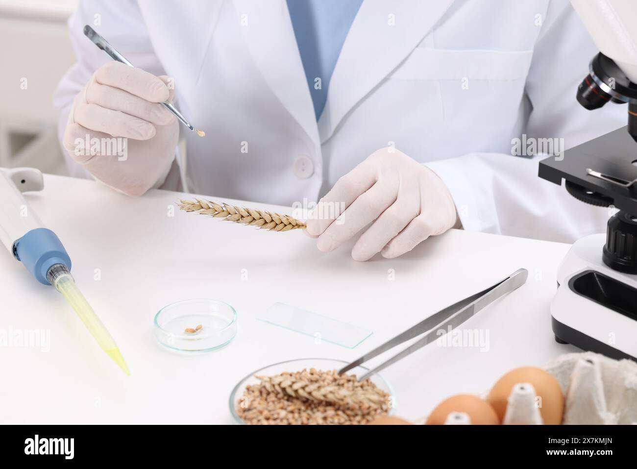 Quality control. Food inspector examining wheat spikelet in laboratory ...
