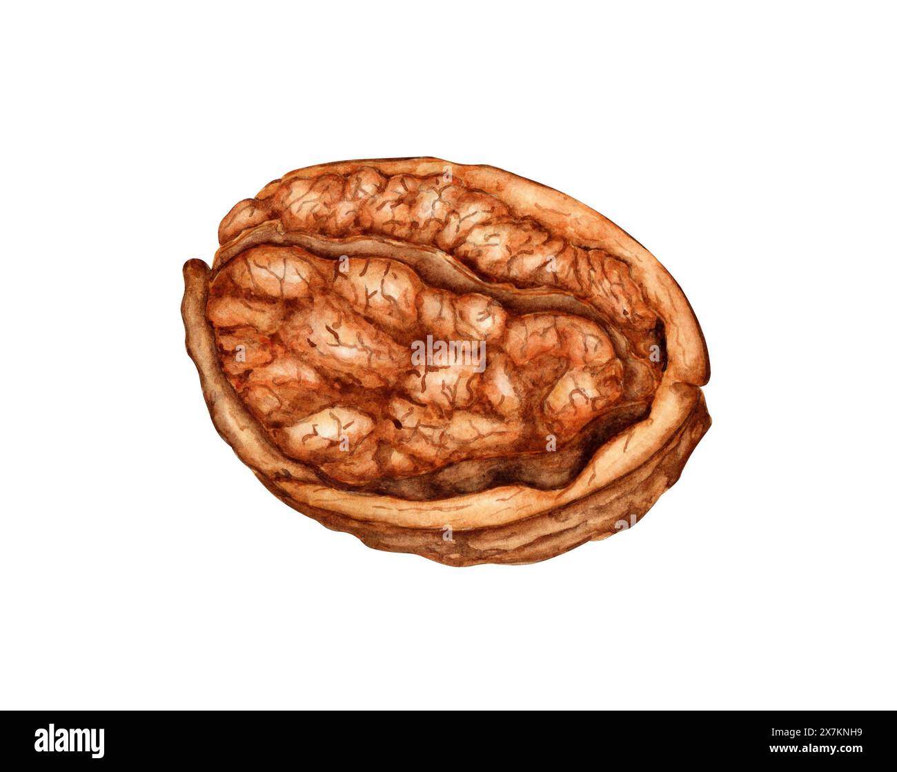 Walnut half watercolor illustration isolated from background. Realistic ...