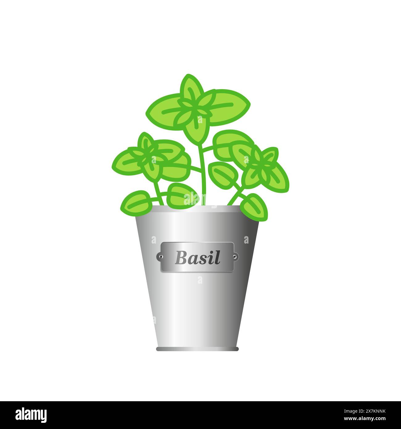 Healthy sage in garden Stock Vector Images - Alamy