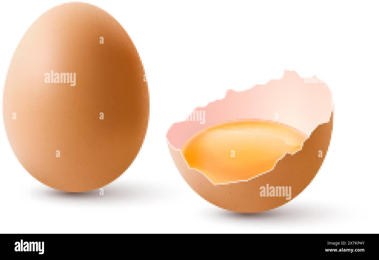 Large shell isolated Stock Vector Images - Alamy