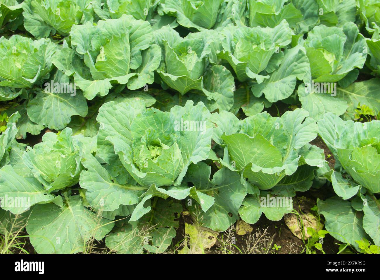 Cabbage vegetables that are still on the plantation. cabbage plants ...
