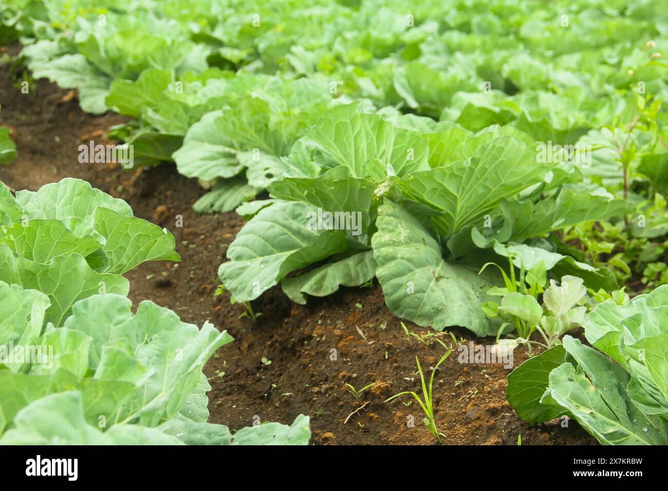 Cabbage vegetables that are still on the plantation. cabbage plants ...