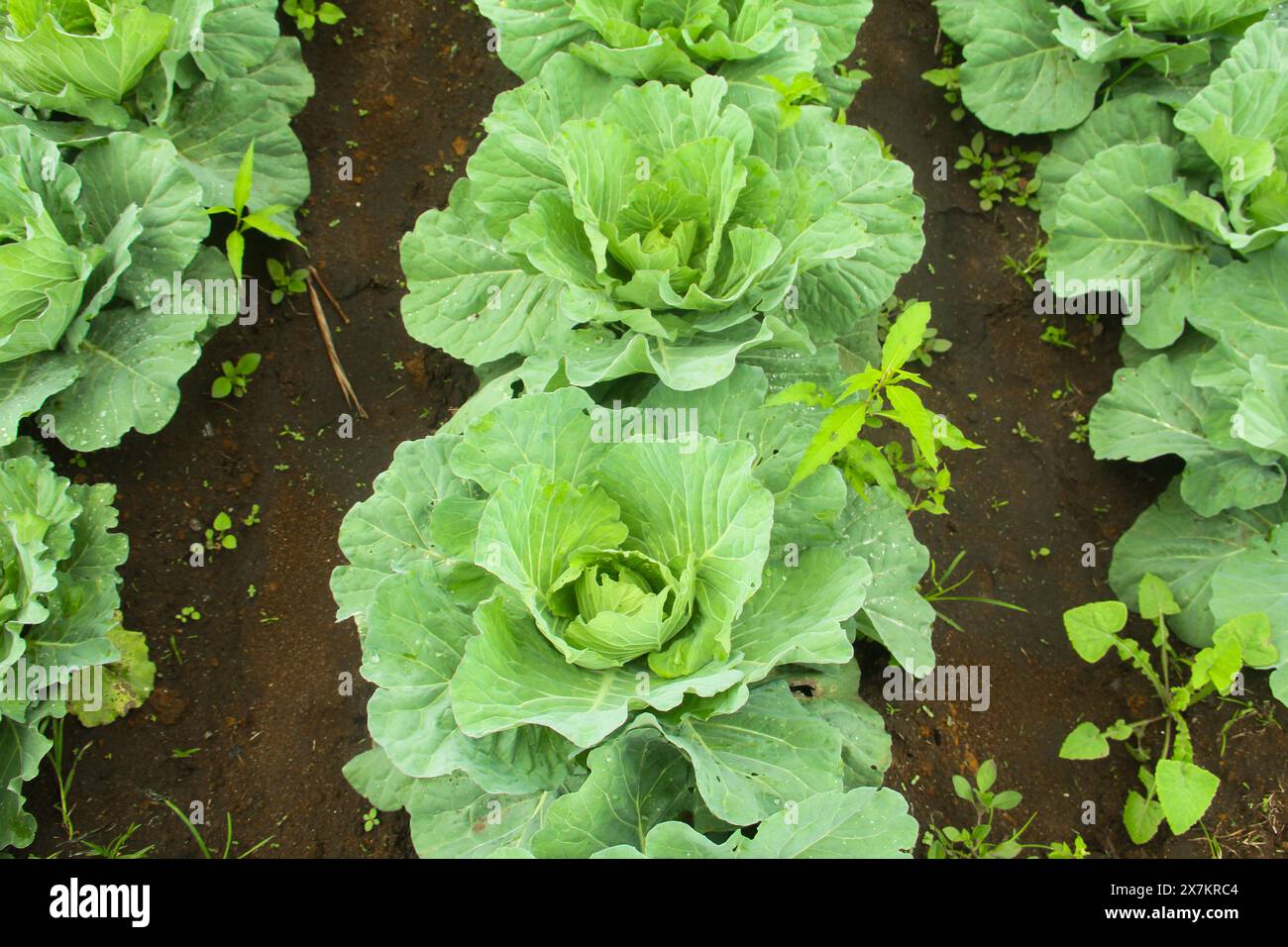 Cabbage vegetables that are still on the plantation. cabbage plants ...