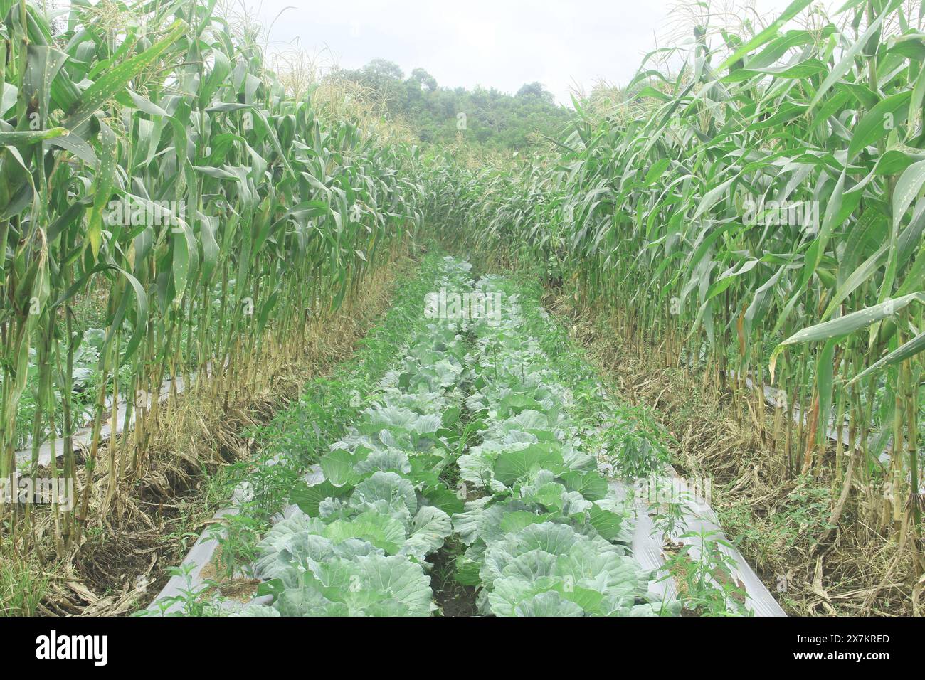 Cabbage vegetables that are still on the plantation. cabbage plants ...
