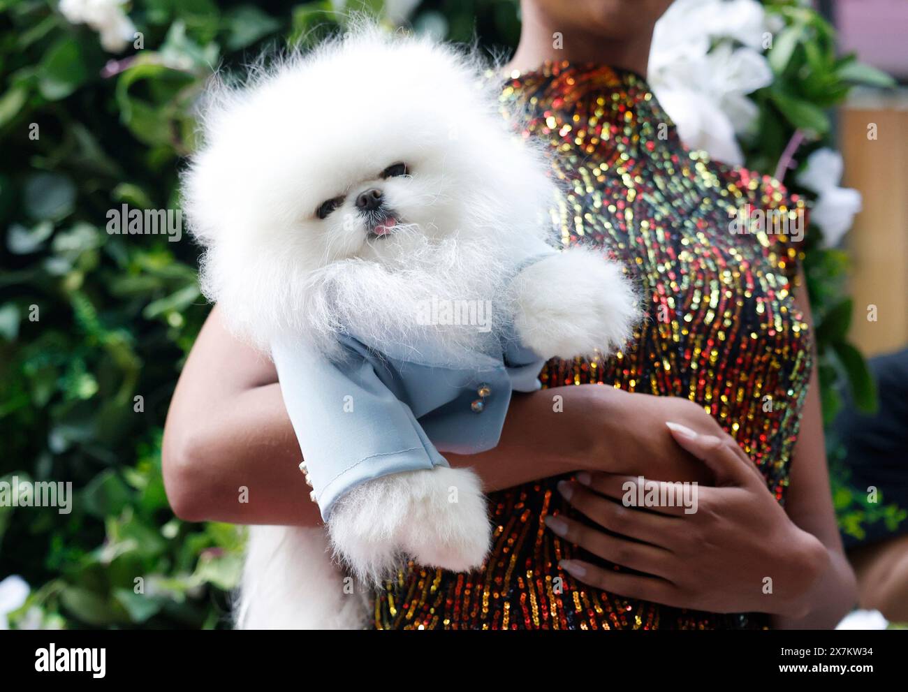 New York, United States. 20th May, 2024. Fritz, a Pomeranian dressed as ...