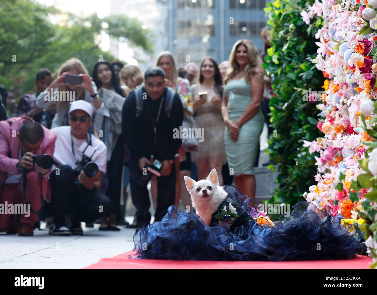 New York, United States. 20th May, 2024. A dog dressed as Zendaya ...