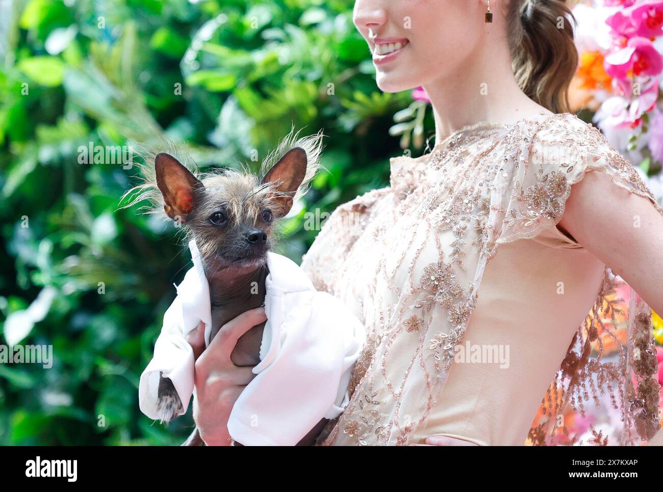 New York, United States. 20th May, 2024. Dogs dressed in replica Met ...