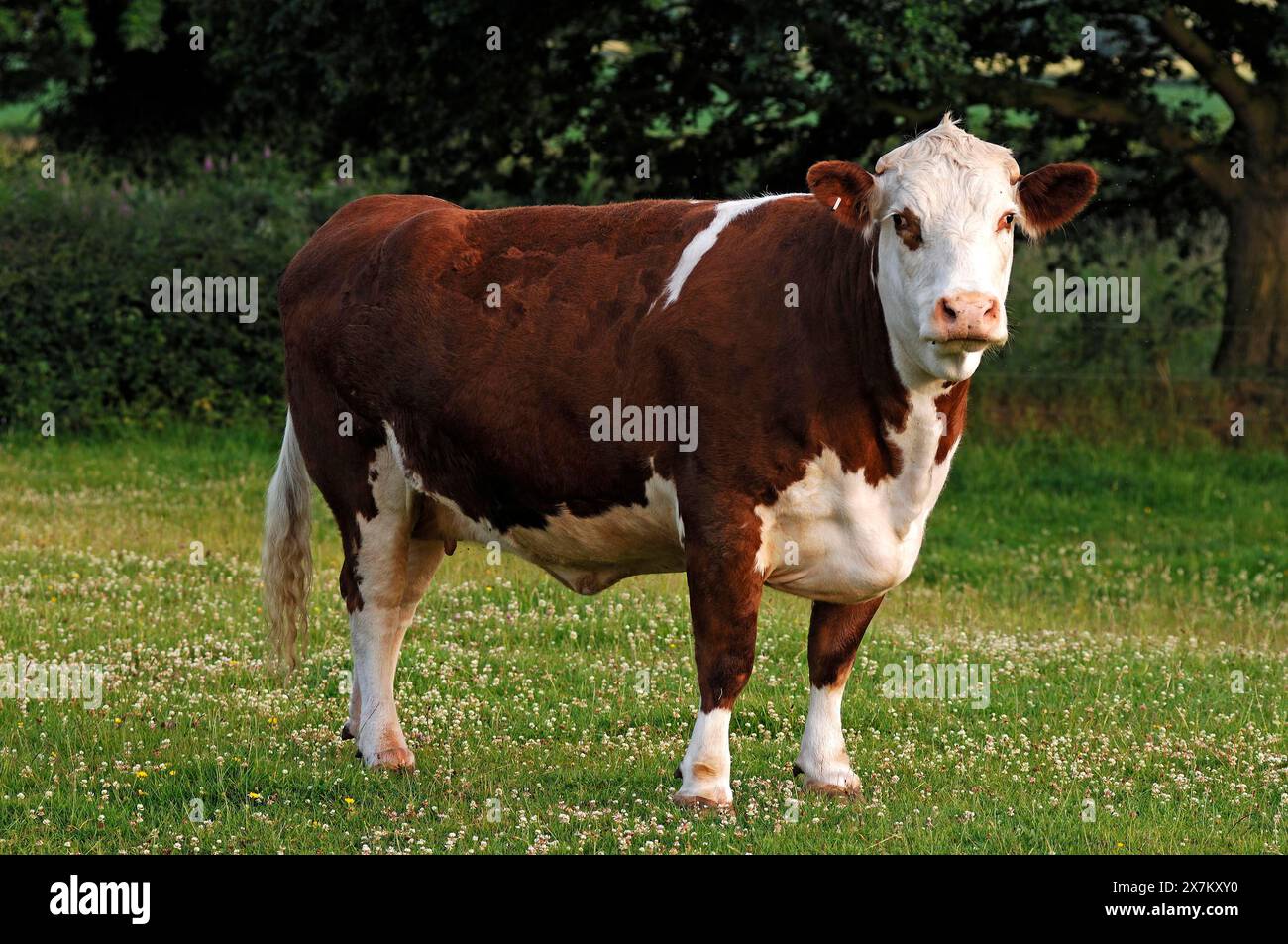 England animal cow hi-res stock photography and images - Alamy