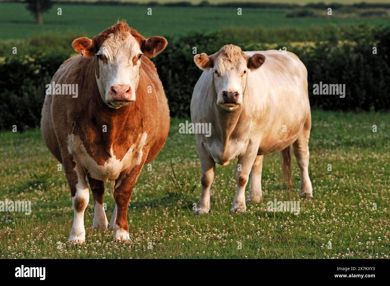 Two cows in the pasture, Netherseal, South Derbyshire, England, Great ...