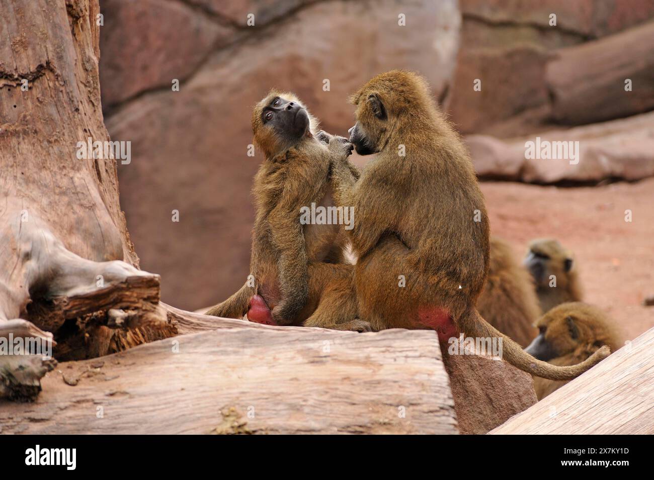 Sphings hi-res stock photography and images - Alamy