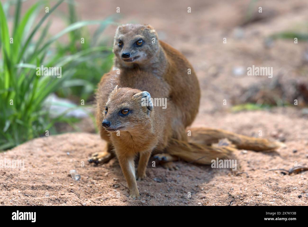 Mating dwarf mongoose (Helogale), Nuremberg Zoo, Middle Franconia ...