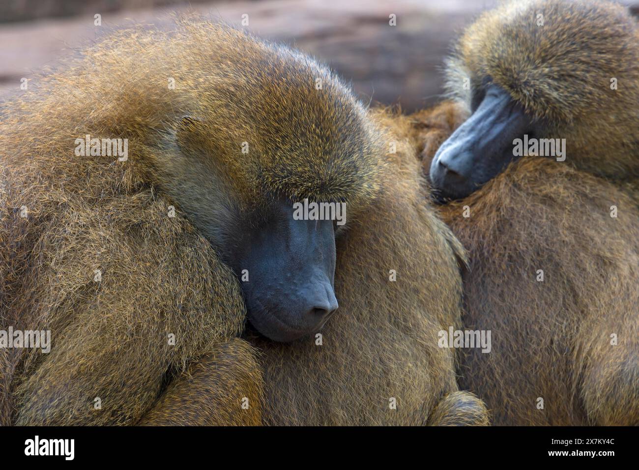 Guinea baboons, also known as sphinx baboons or guinea baboon (Papio ...