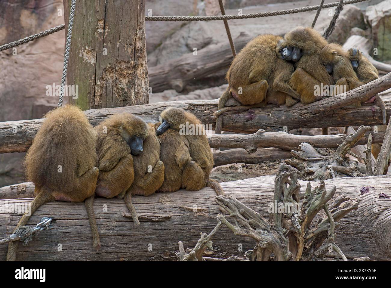Family groups of Guinea baboons, also known as sphinx baboons or guinea ...