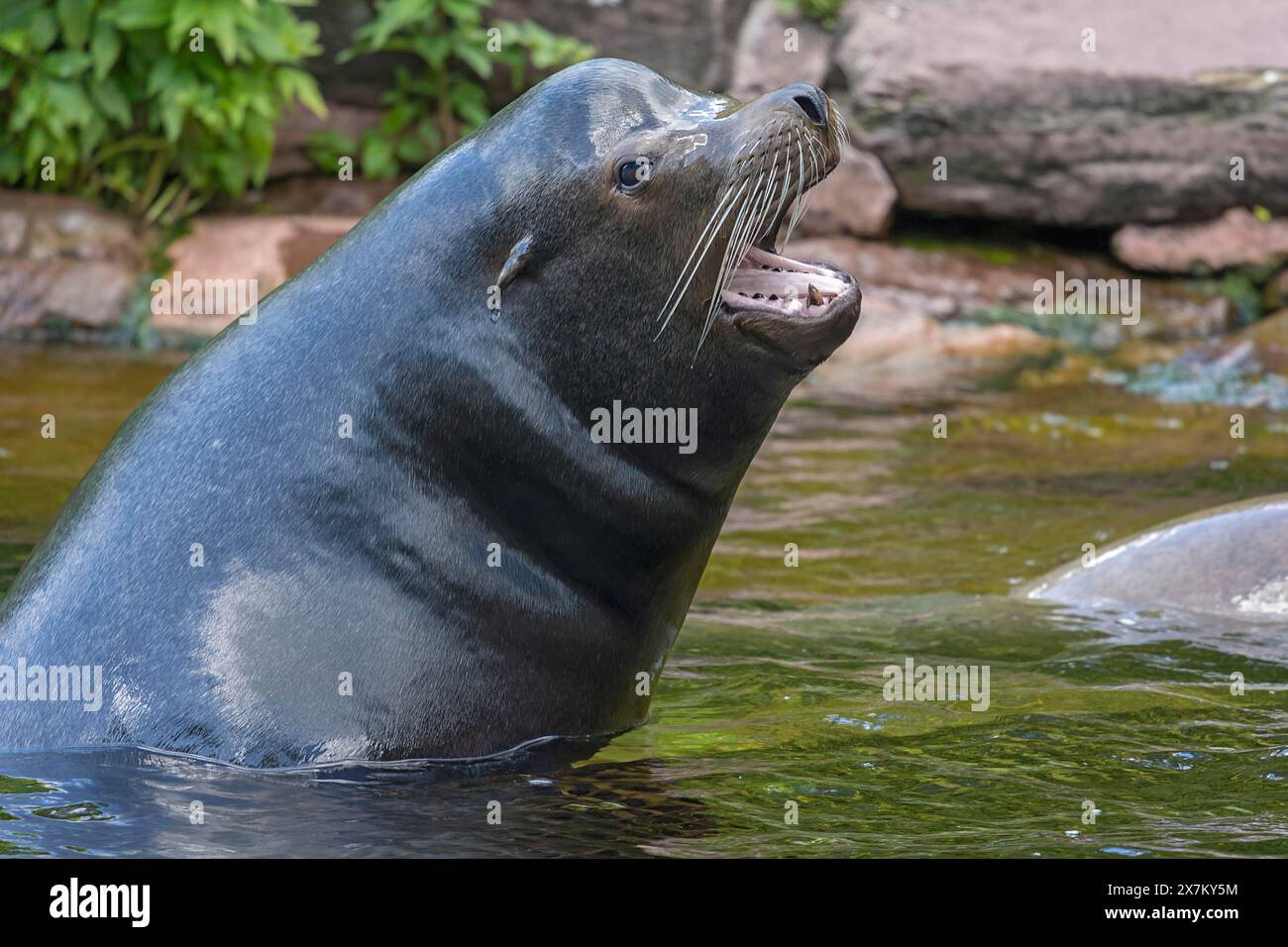 California sea lion (Zalophus californianus), Nuremberg Zoo, Middle ...