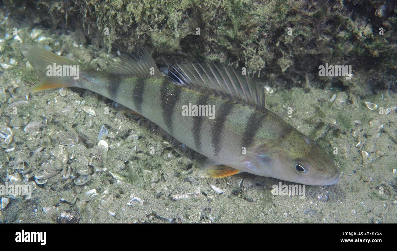 Fish ledge hi-res stock photography and images - Alamy