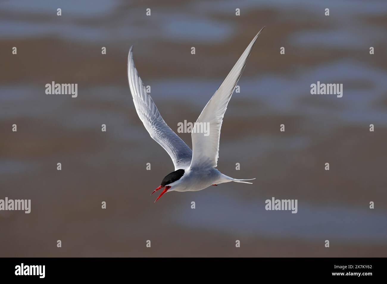 Arctic tern (Sterna paradisaea) in flight, Schleswig-Holstein Wadden ...
