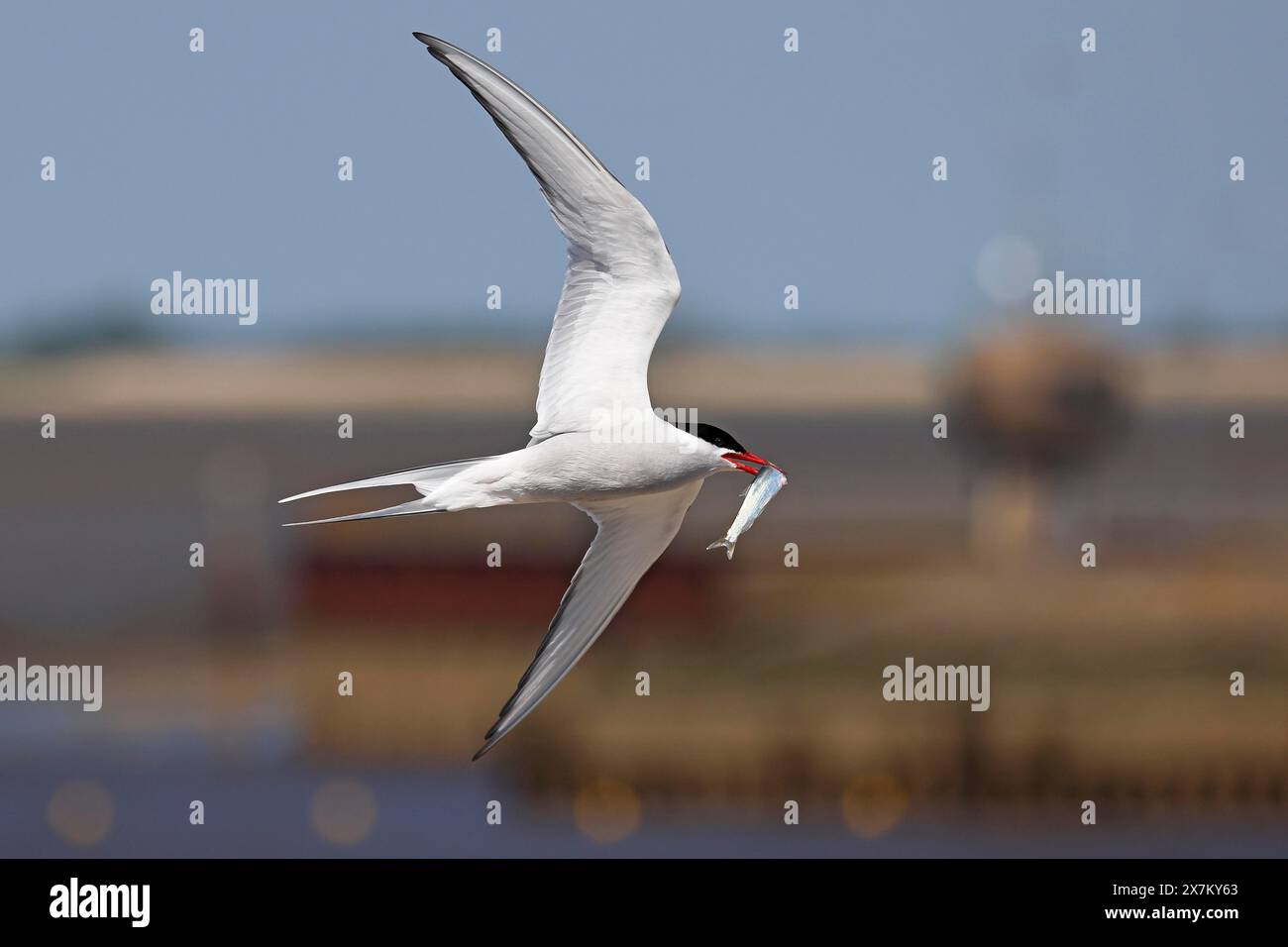 Arctic tern (Sterna paradisaea) in flight with fish in its beak ...