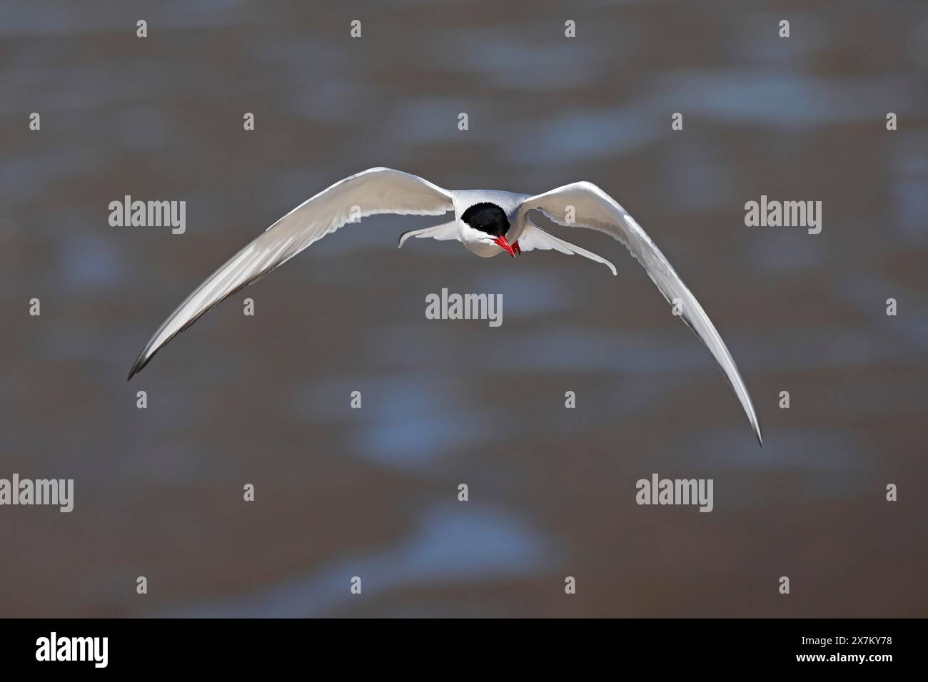 Arctic tern (Sterna paradisaea) in flight, Schleswig-Holstein Wadden ...