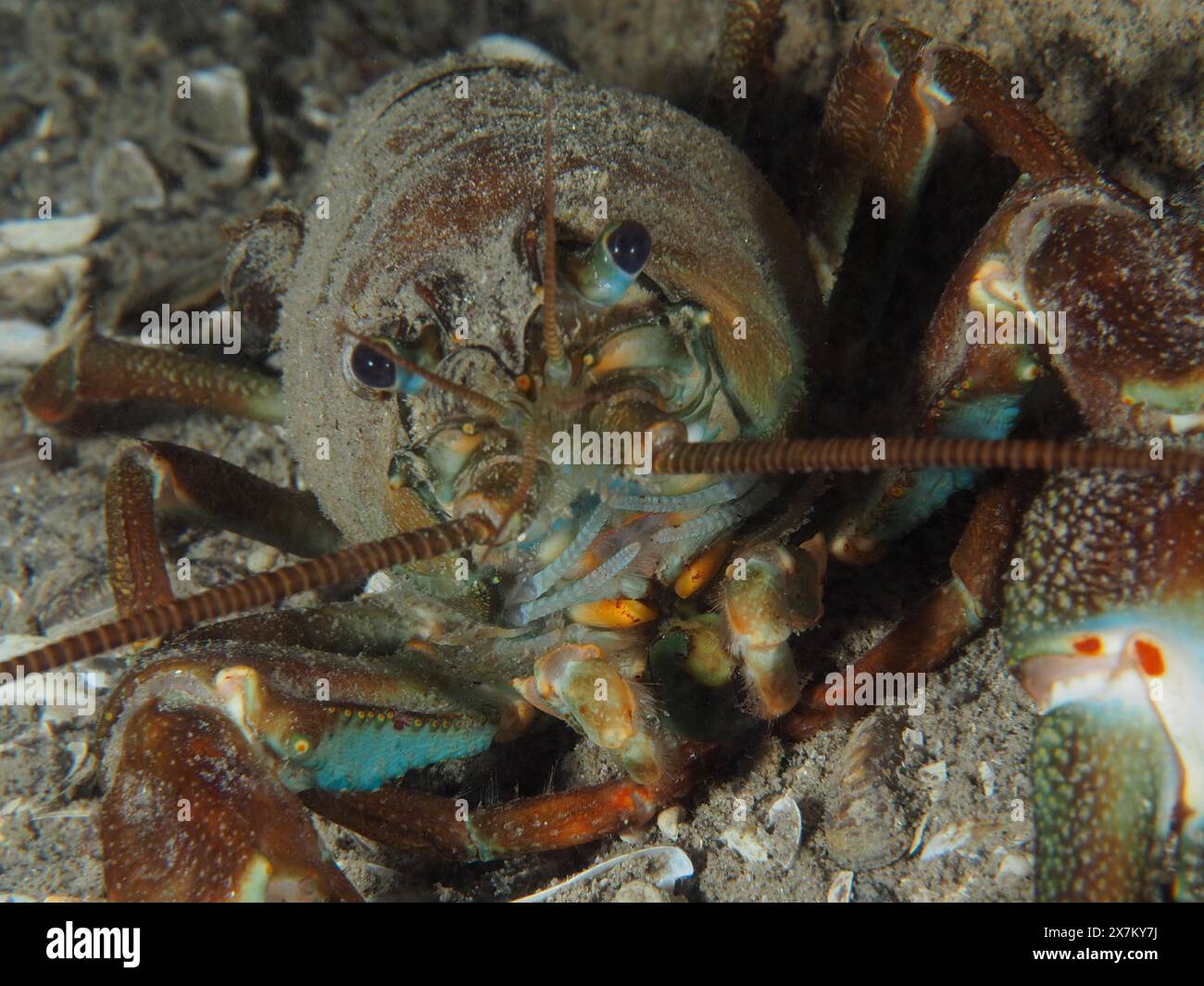 Detailed view of a crayfish head with focussed eyes. Signal crayfish ...