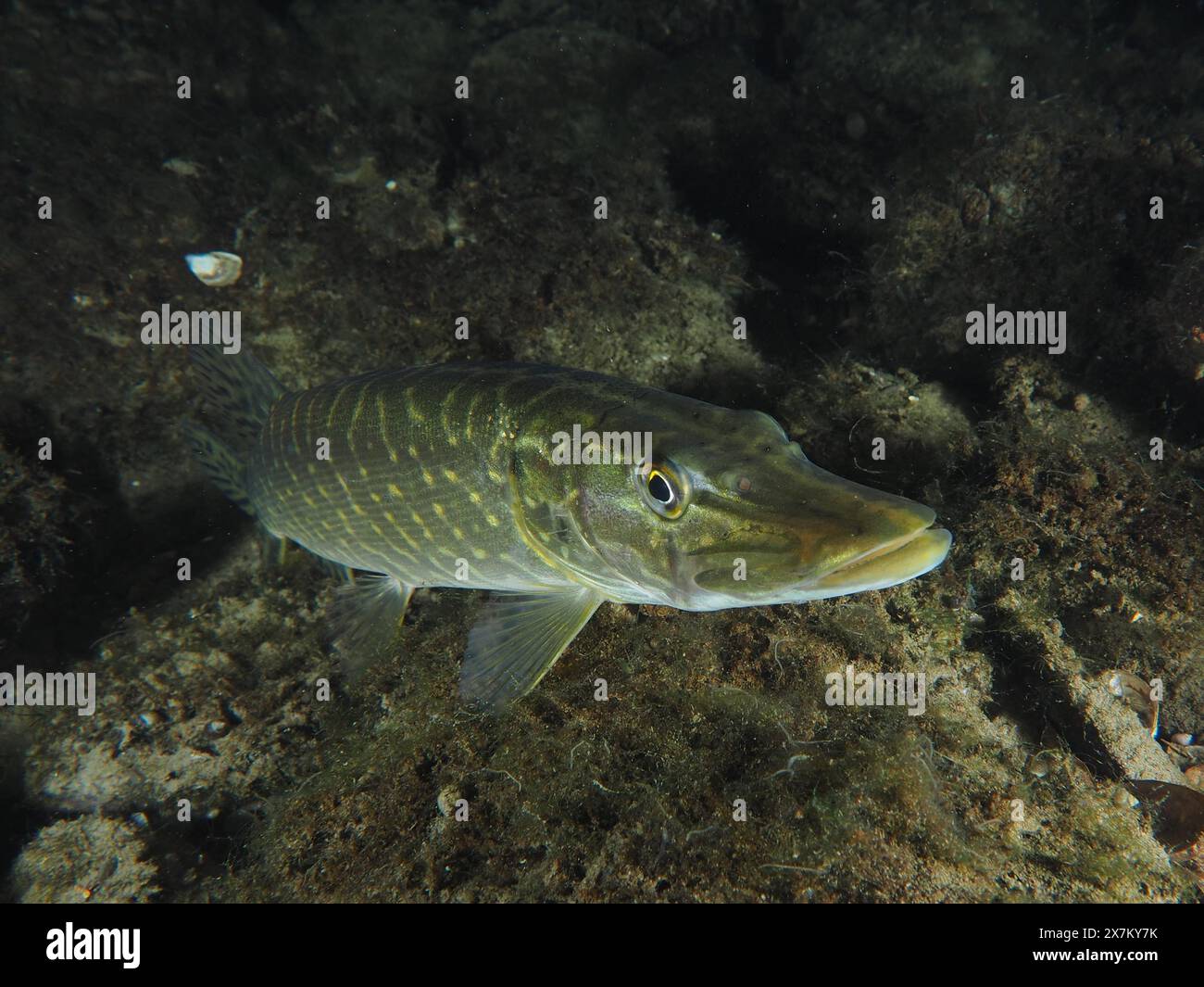 A single pike (Esox lucius) lurks in the dark at the bottom of an ...