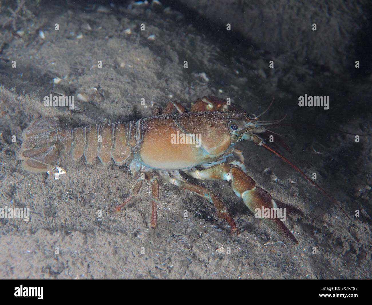 Signal crayfish (Pacifastacus leniusculus), American crayfish, invasive ...