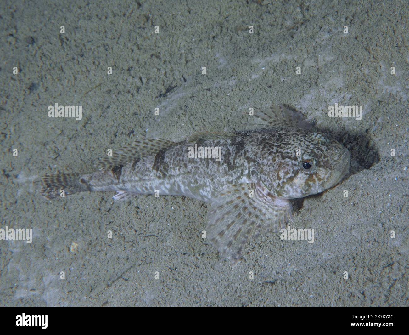 A fish, european bullhead (Cottus Gobio), which blends in perfectly ...