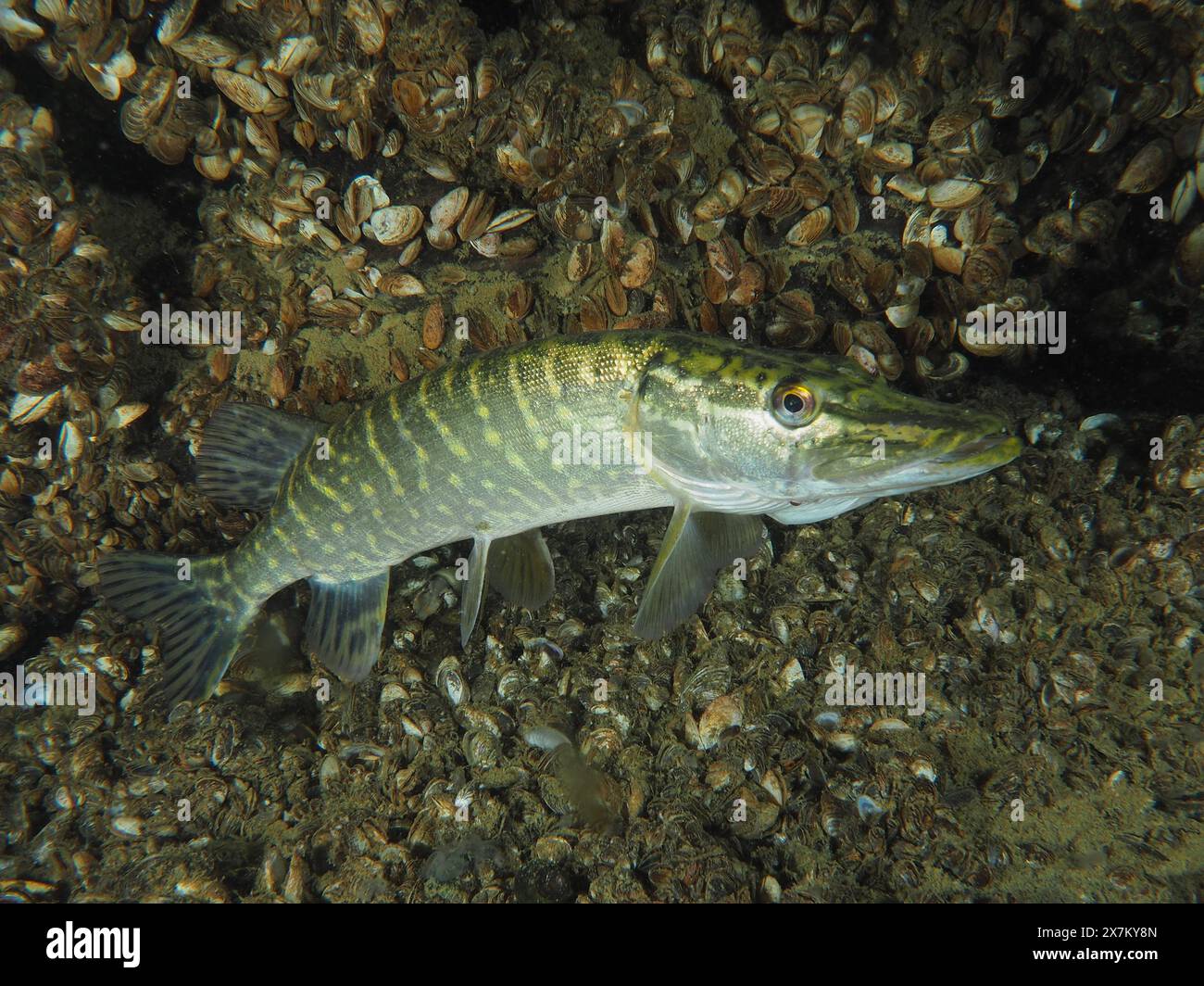A pike (Esox lucius), swimming near the bottom of a freshwater habitat ...