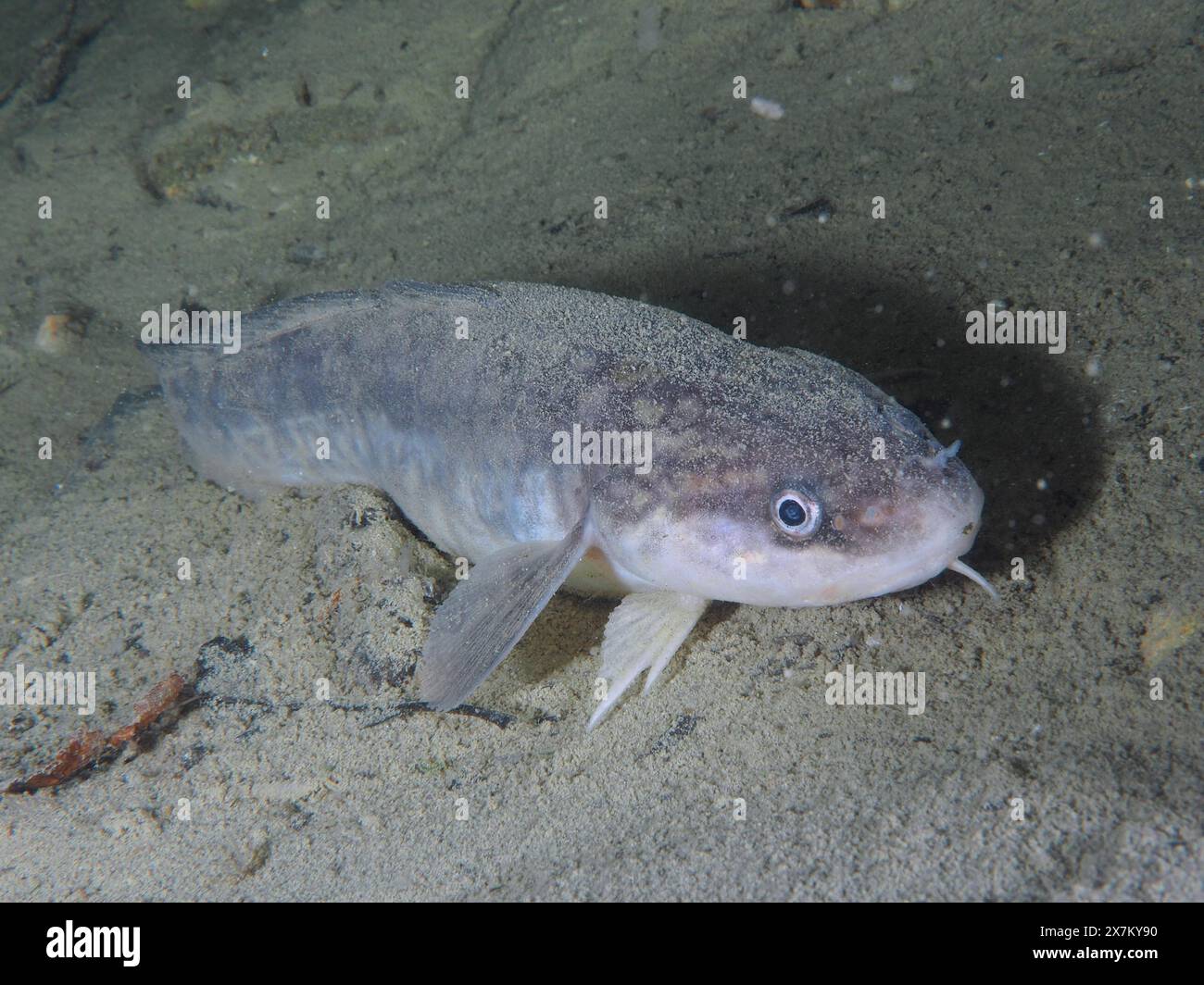 A greyish fish with a broad snout, burbot (Lota lota), rudd, on the ...