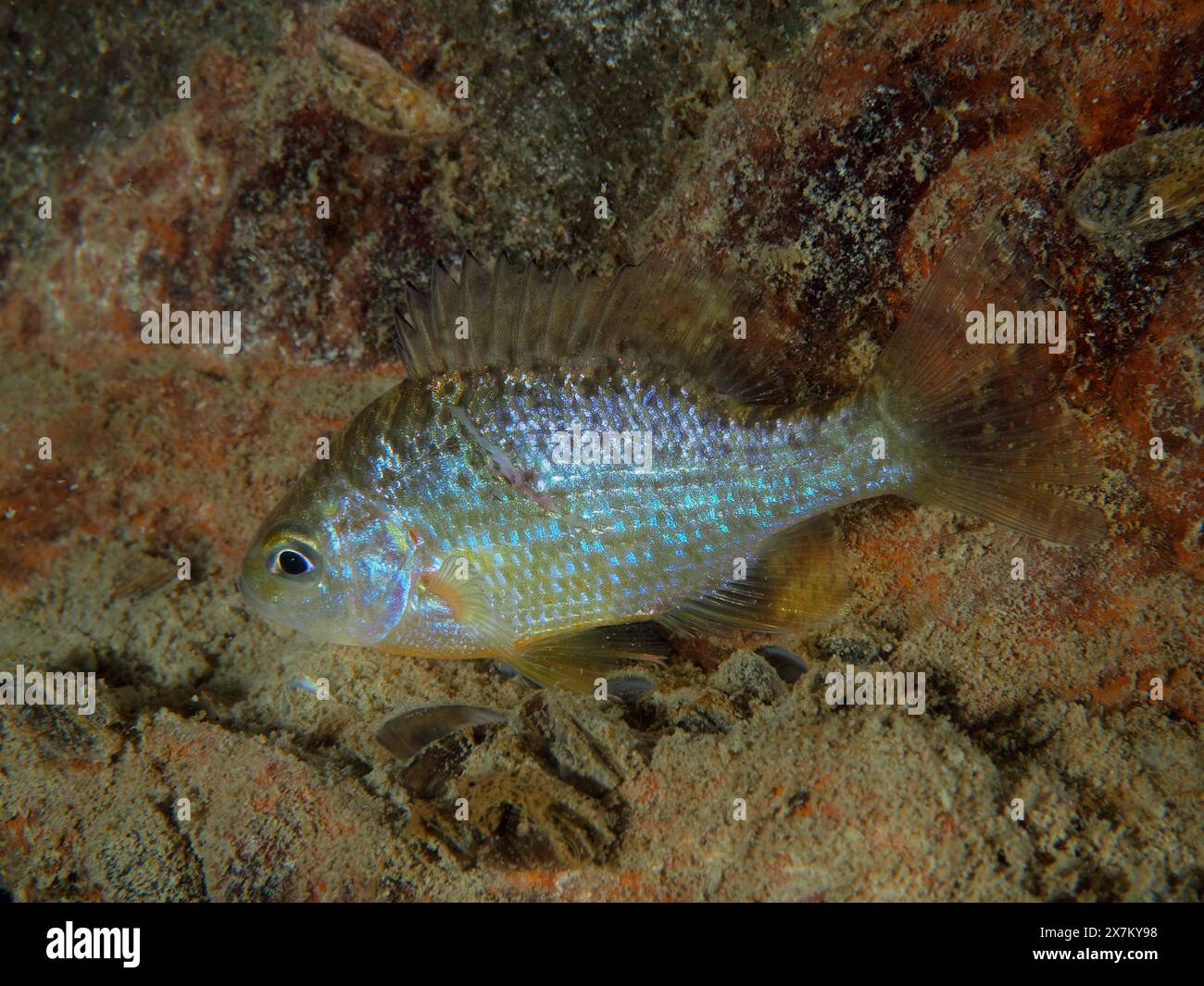 A fish with iridescent scales, pumpkinseed sunfish (Lepomis gibbosus ...