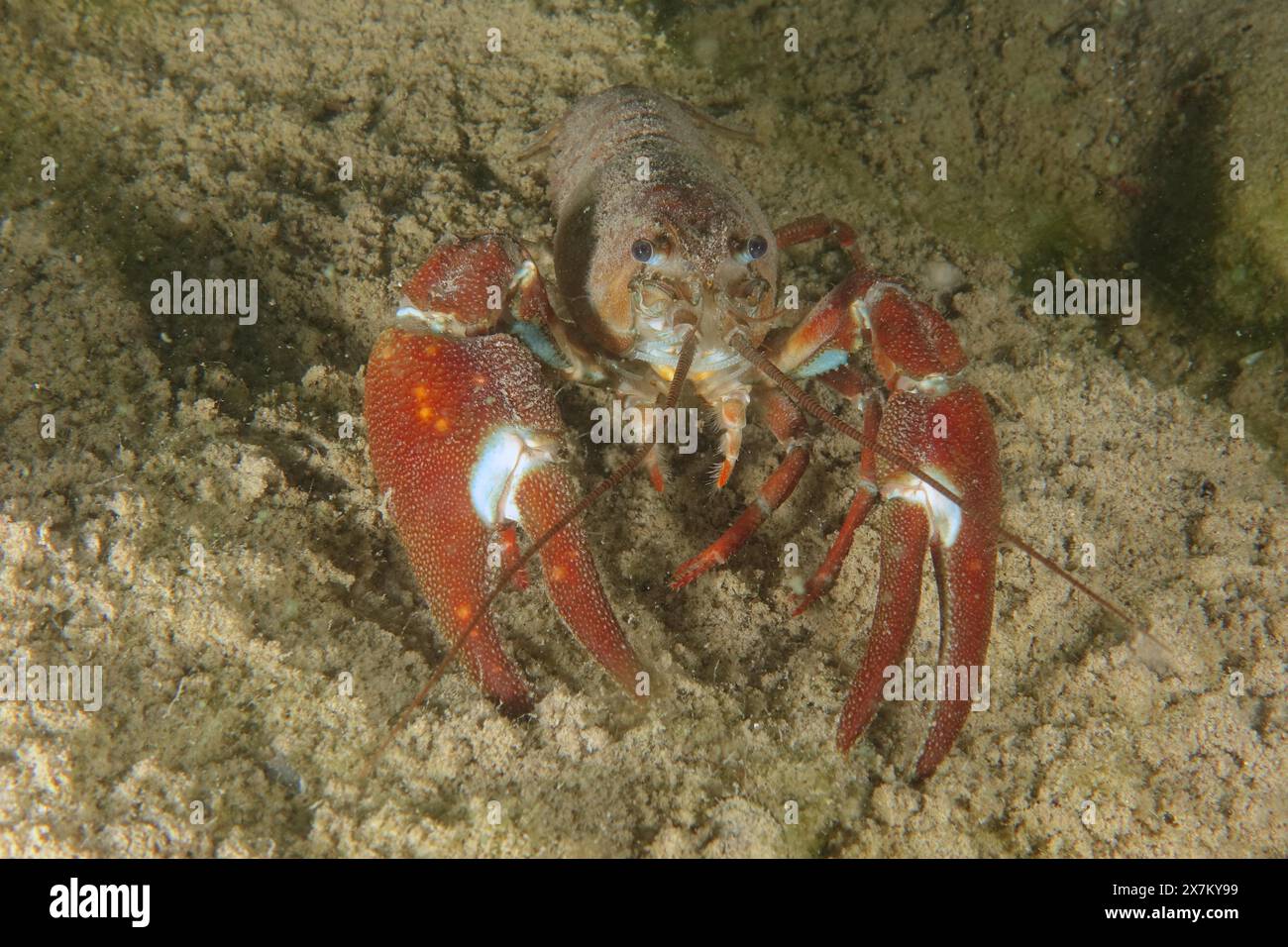 A signal crayfish (Pacifastacus leniusculus), American crayfish ...