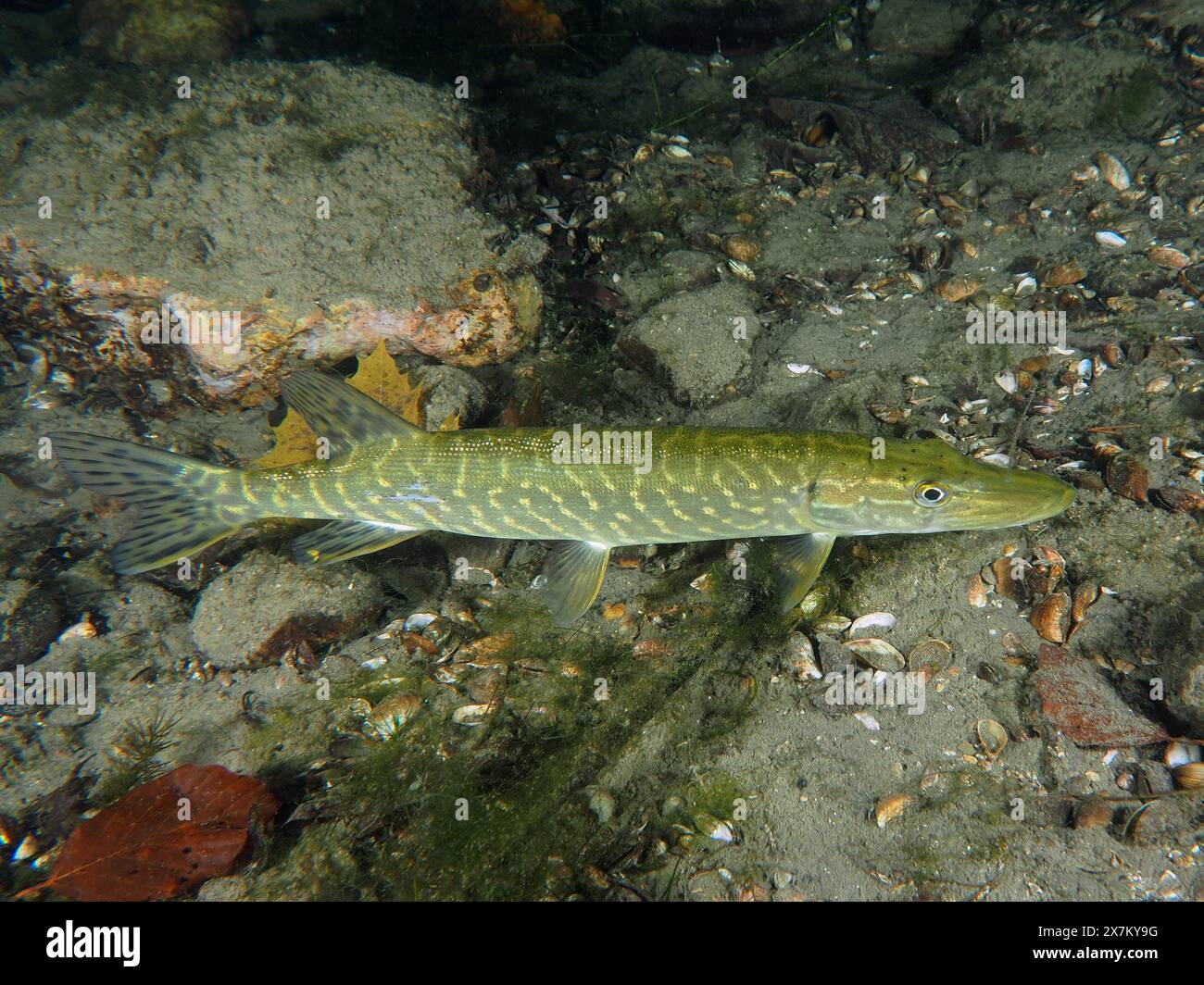 A pike (Esox lucius) glides through the clear water above a gravel bed ...