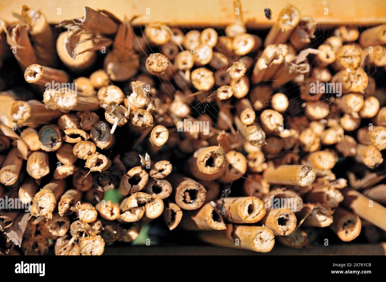 Nesting aid for wild bees and other insects with elder stems, wild bee ...