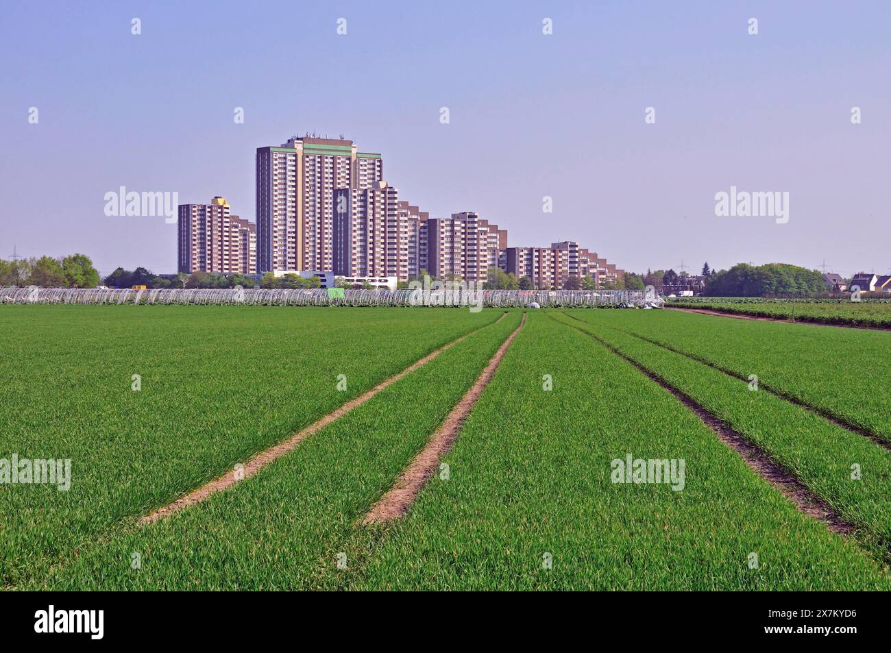 Vegetable growing, behind it the high-rise apartment blocks KoelnBerg ...