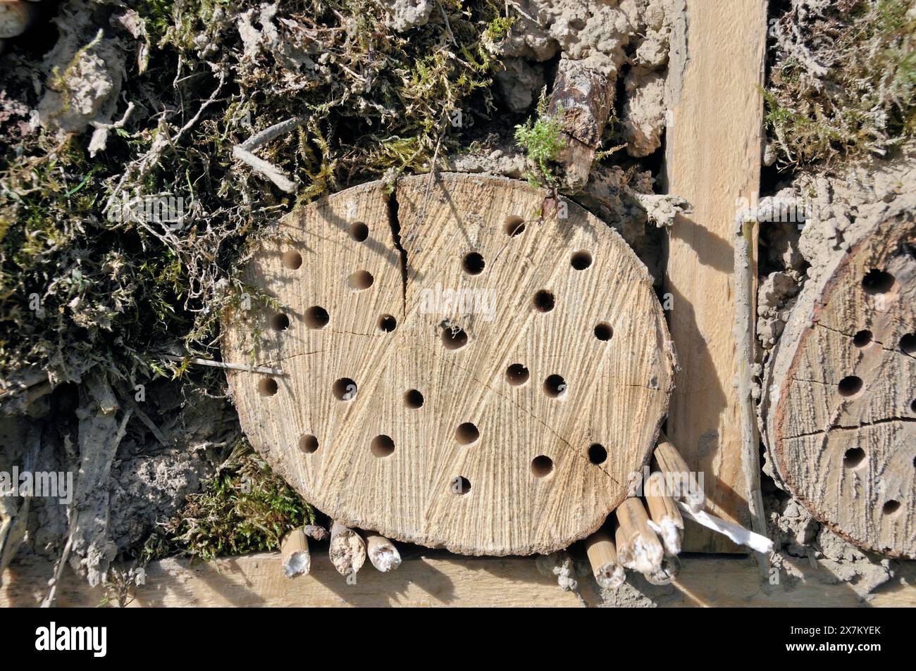Nesting aid for wild bees and other insects with wooden logs, wild bee ...