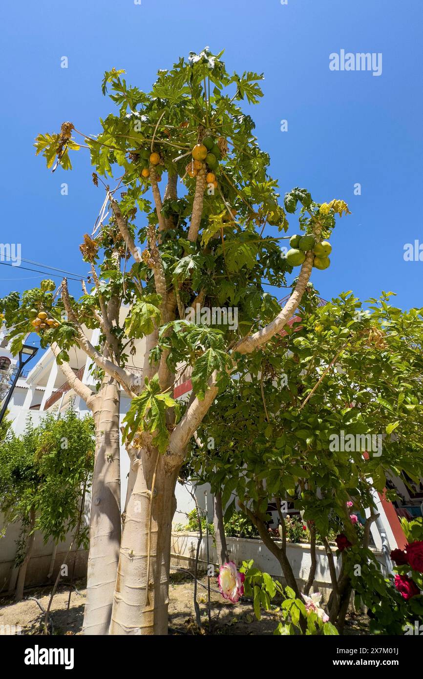 Tree of with papaya fruits, Tymbaki, Crete, Greece Stock Photo - Alamy