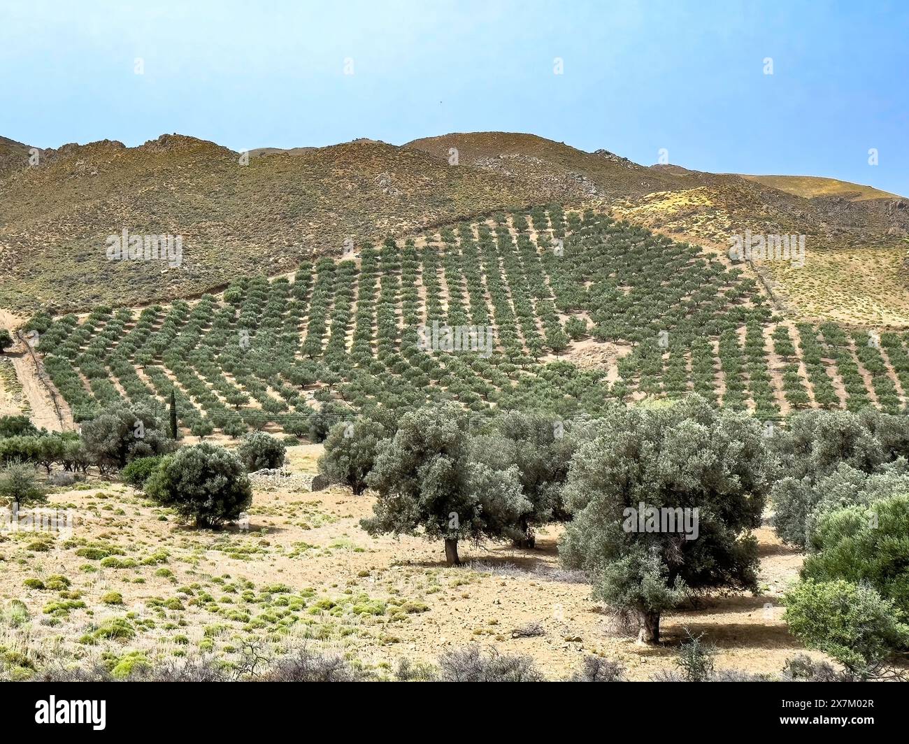 Olive plantation on the edge of Messara Plain Asterousia Mountains ...
