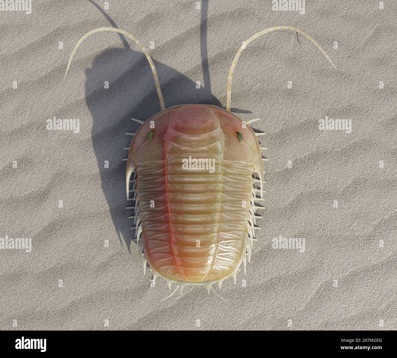 Cambrian 3d hi-res stock photography and images - Alamy