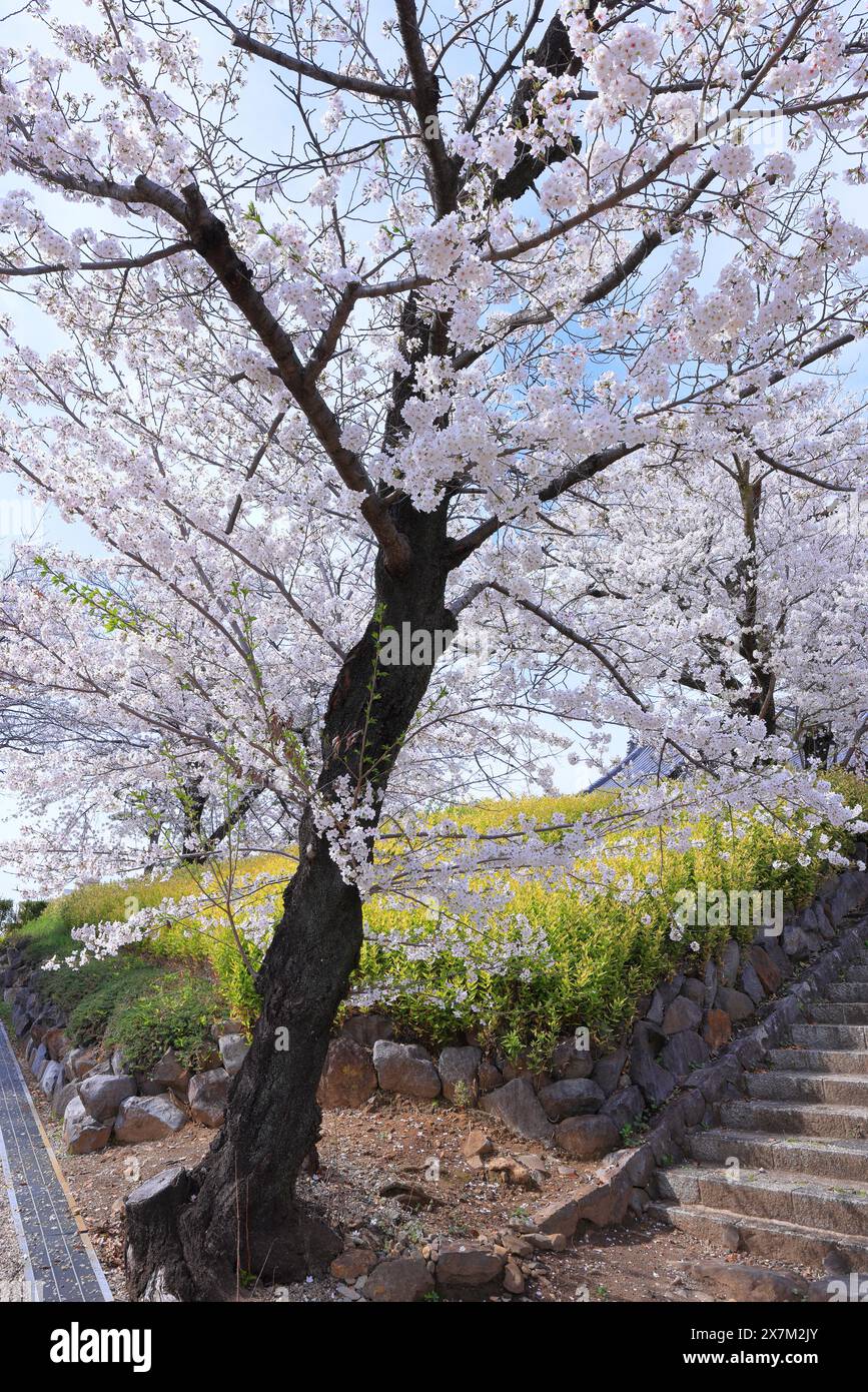Maizuru Castle Park with cherry blossoms at Marunouchi, Kofu, Yamanashi ...