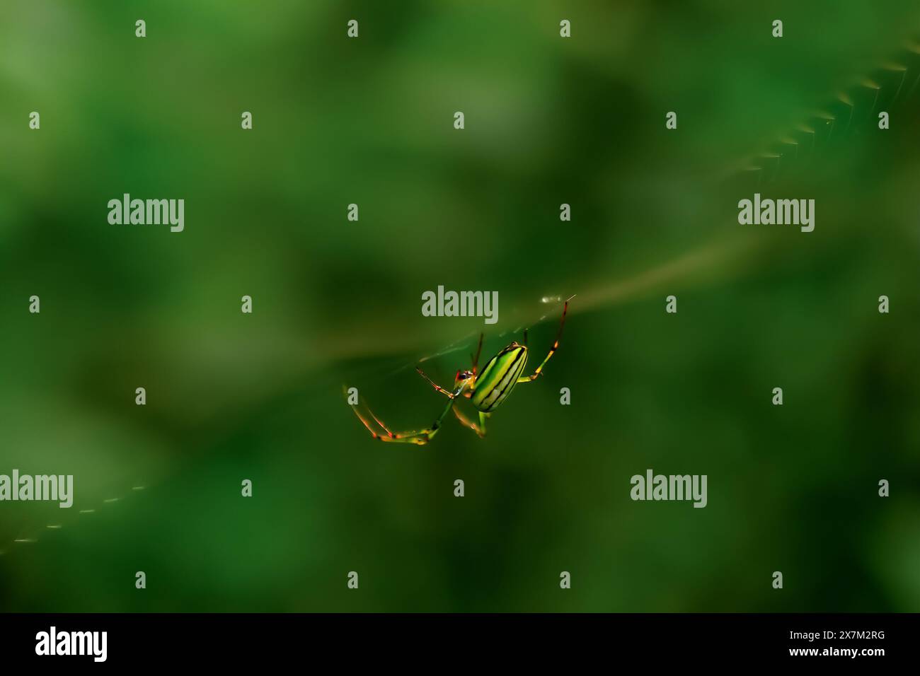 Detailed view of an orchard spider(Leucauge magnifica) in its web ...