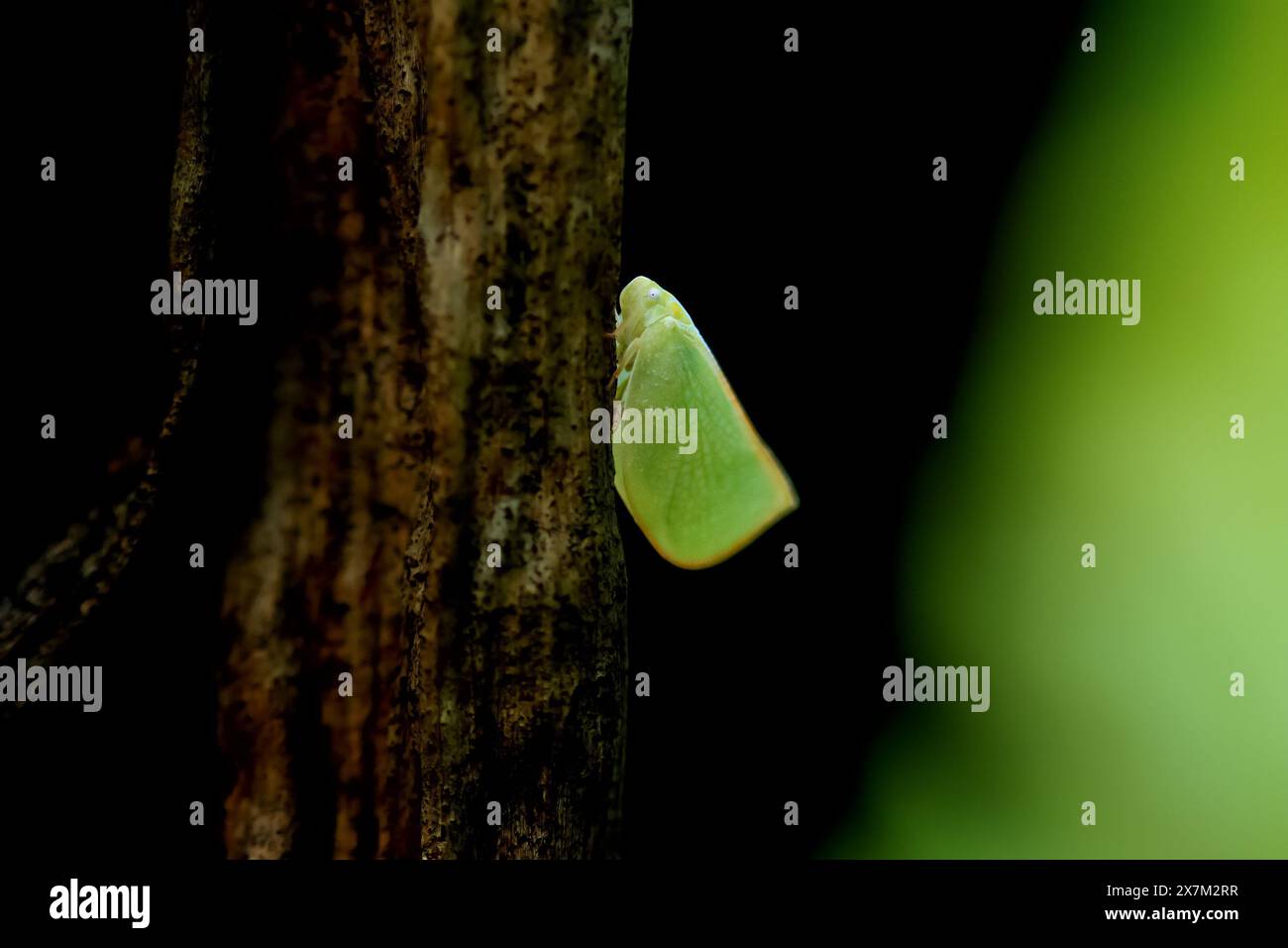 Green wax moth cicada hi-res stock photography and images - Alamy