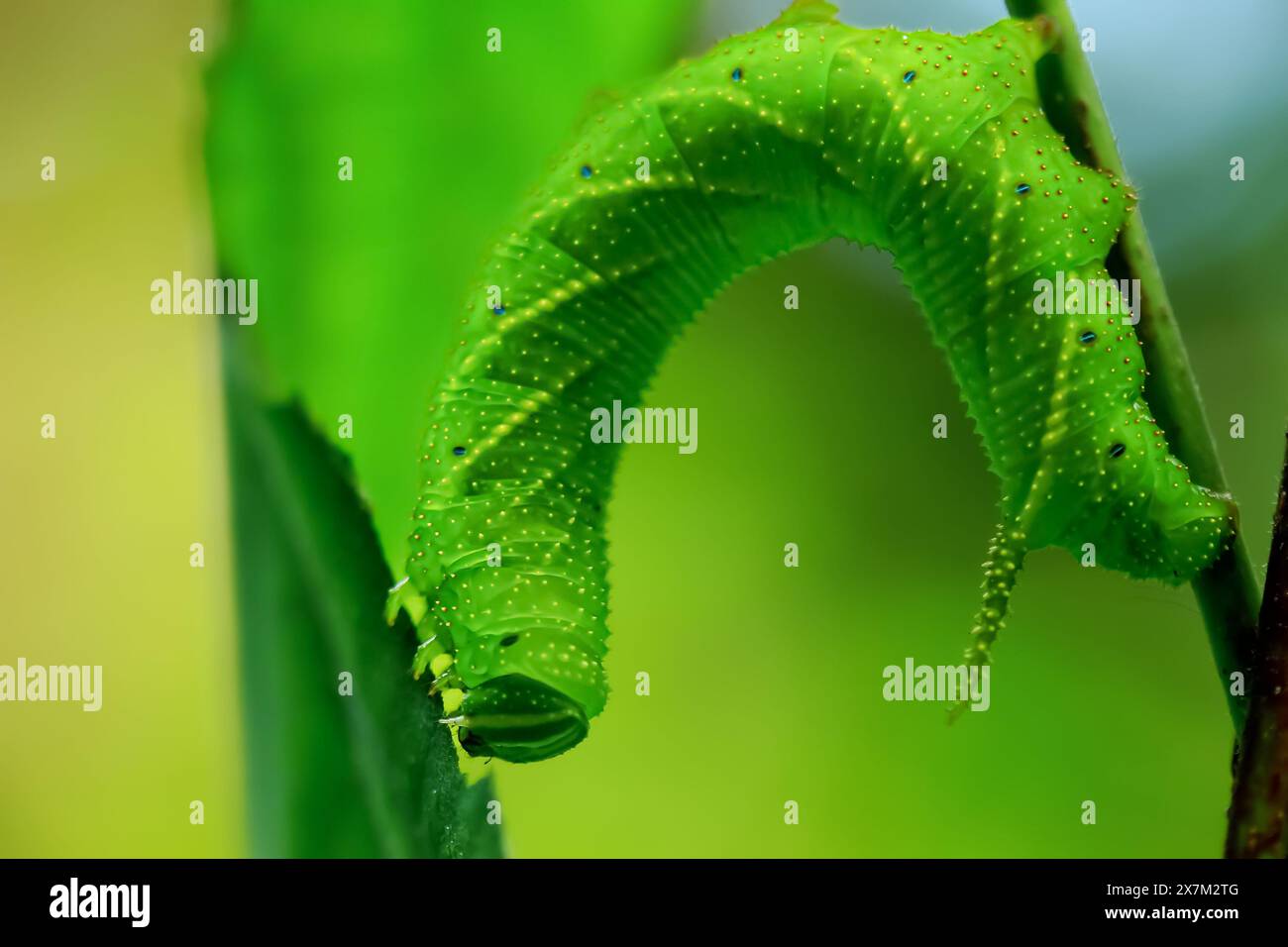 Detailed macro photo of a larva of the family Sphingidae, showing its ...