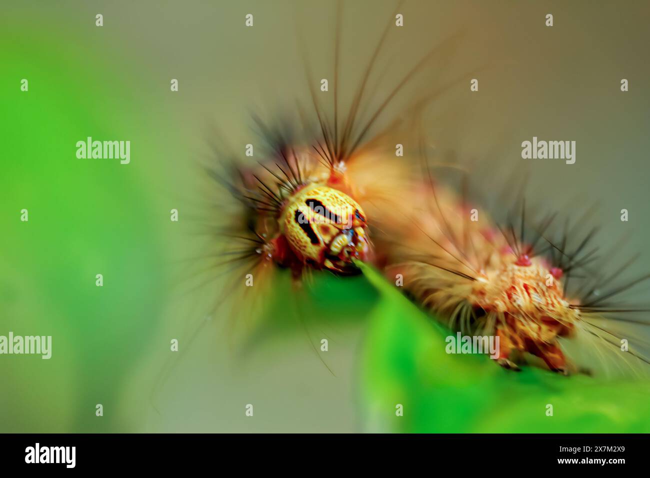 Detailed macro photo of a larva of the family Sphingidae, showing its ...